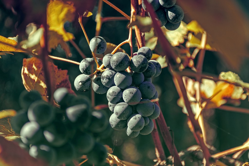ripe-grapes-ready-for-harvest-autumn-colors-fall-colors-autumn-tones ...